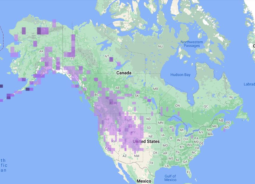 Bird Watchers Flock To Lunenburg In Hopes of Sighting Rare Gray-Crowned ...